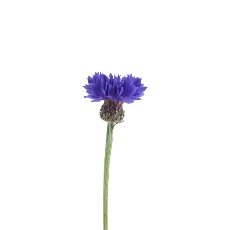 blue cornflower