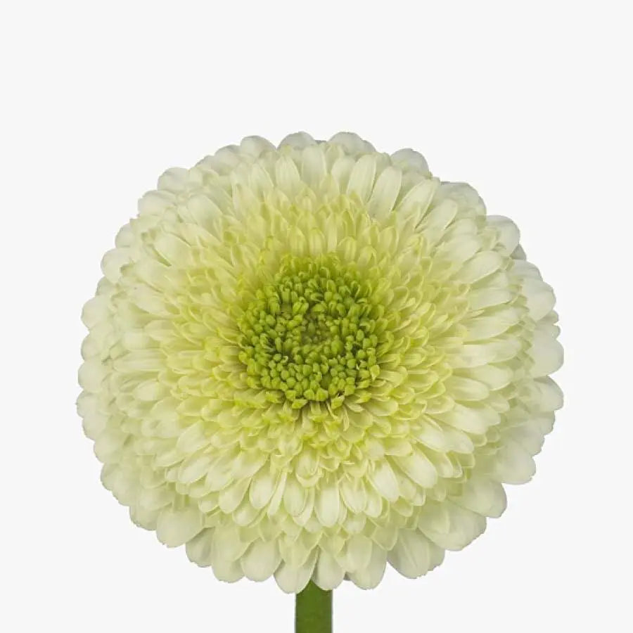 Mini Gerber Pomponi Kermit - 60 Stem Bunch - PetalDriven