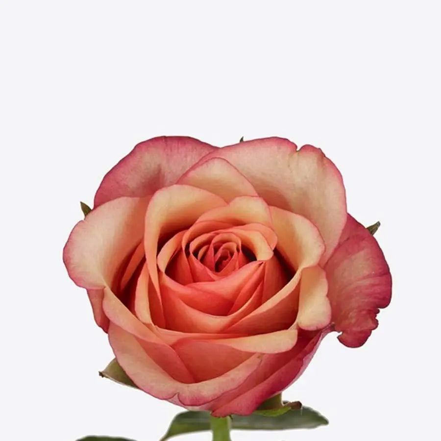 rose with stem