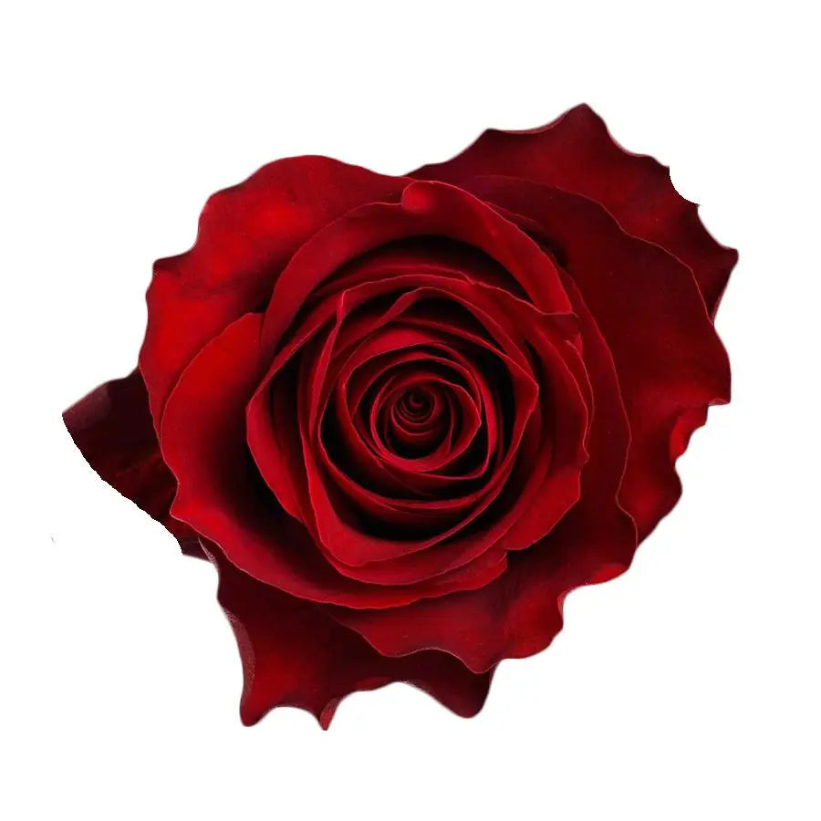 The Saturday Factor: How to Nail Your Rose Order for Valentine’s Day 2 ...