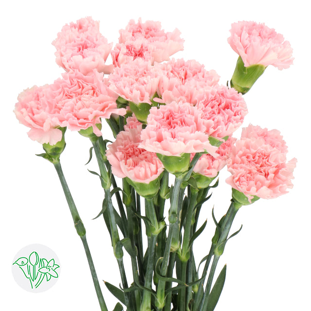 Carnation Doncel - 40 Stem Bunch - PetalDriven