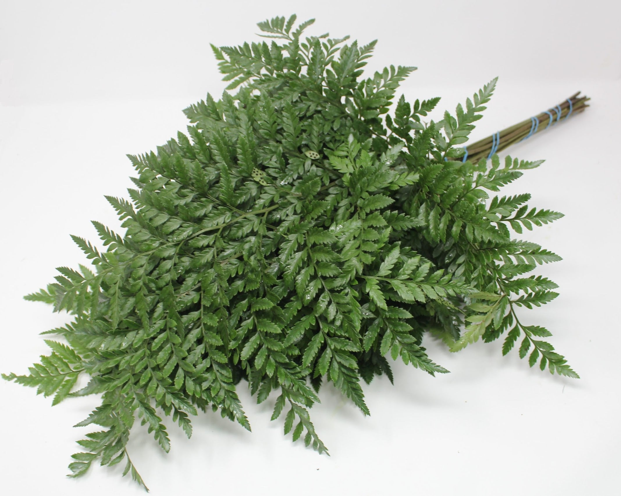 Cleopatra Fern (Fancy Fern) – PetalDriven