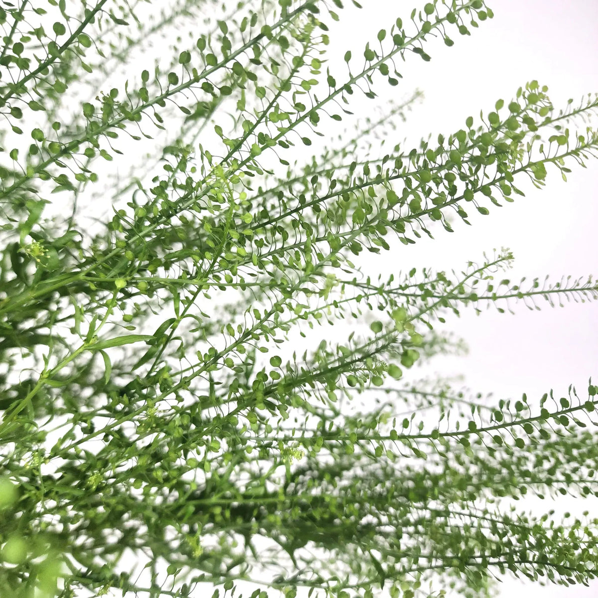 Lepidium Green Bell (Pennycress) - PetalDriven
