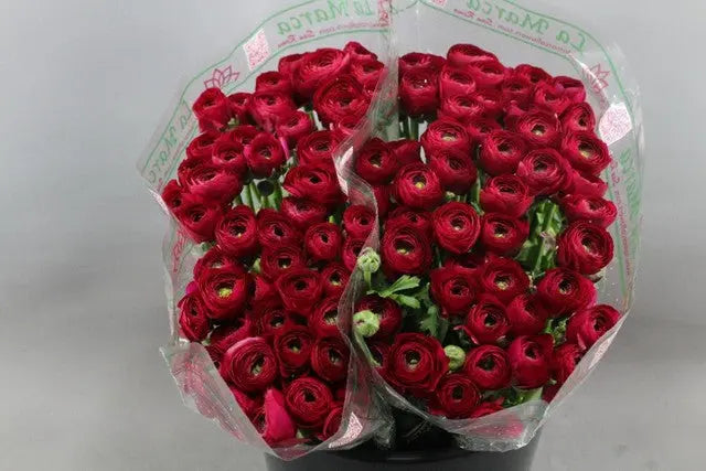 Ranunculus Cloony Passion 40cm - 50 Stem Bunch - PetalDriven