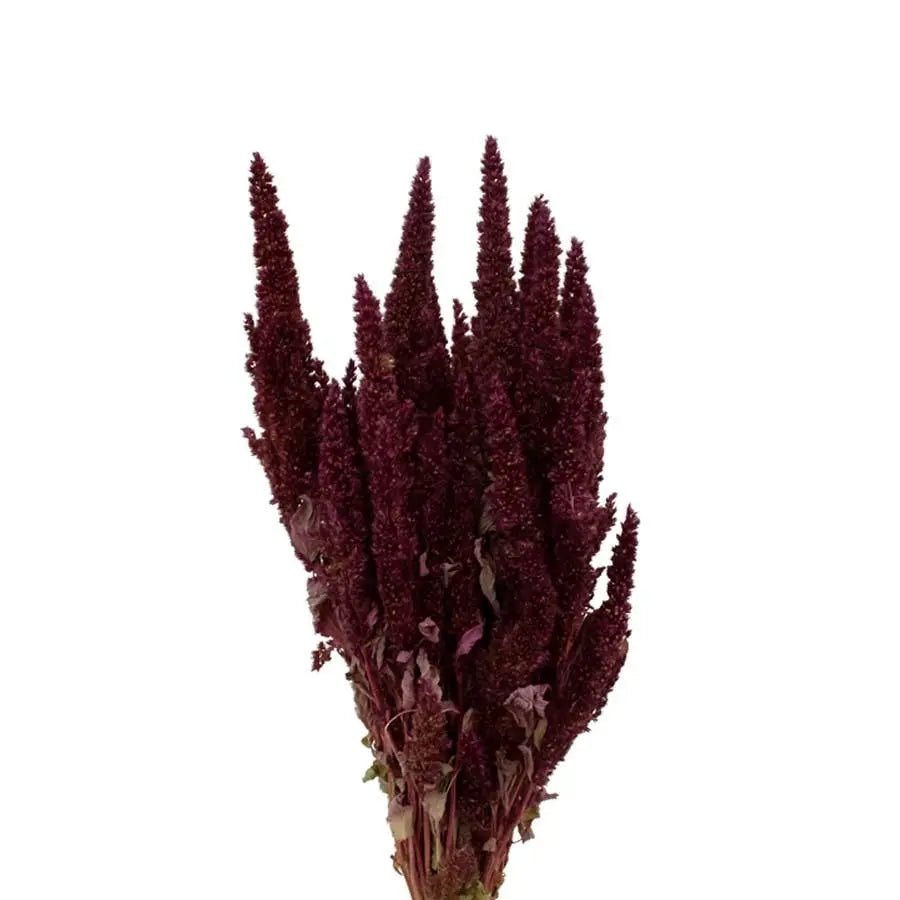 Amaranthus Red - Dried - 5 Bunches – PetalDriven