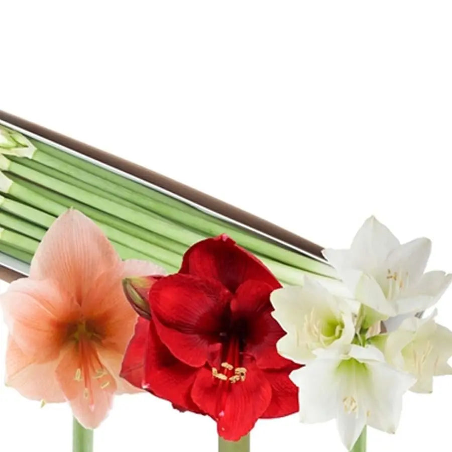 Amaryllis Mixed - 30 Stem Box - PetalDriven