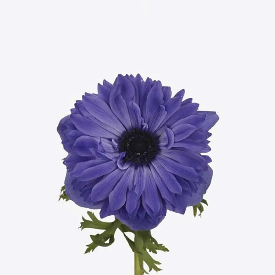 Anemone Fullstar Deep Blue - 50 Stem Bunch – PetalDriven