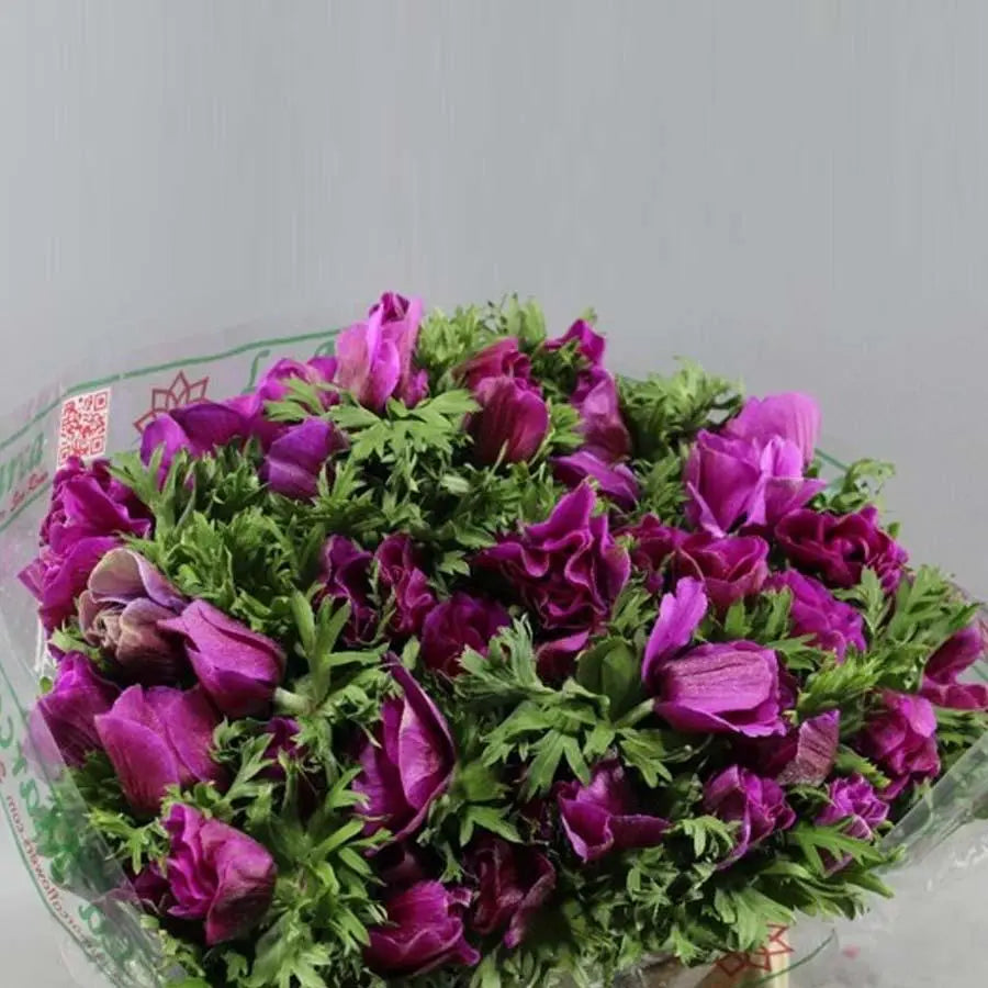 Anemone Mistral Plus Cerise Super - 50 Stem Bunch - PetalDriven