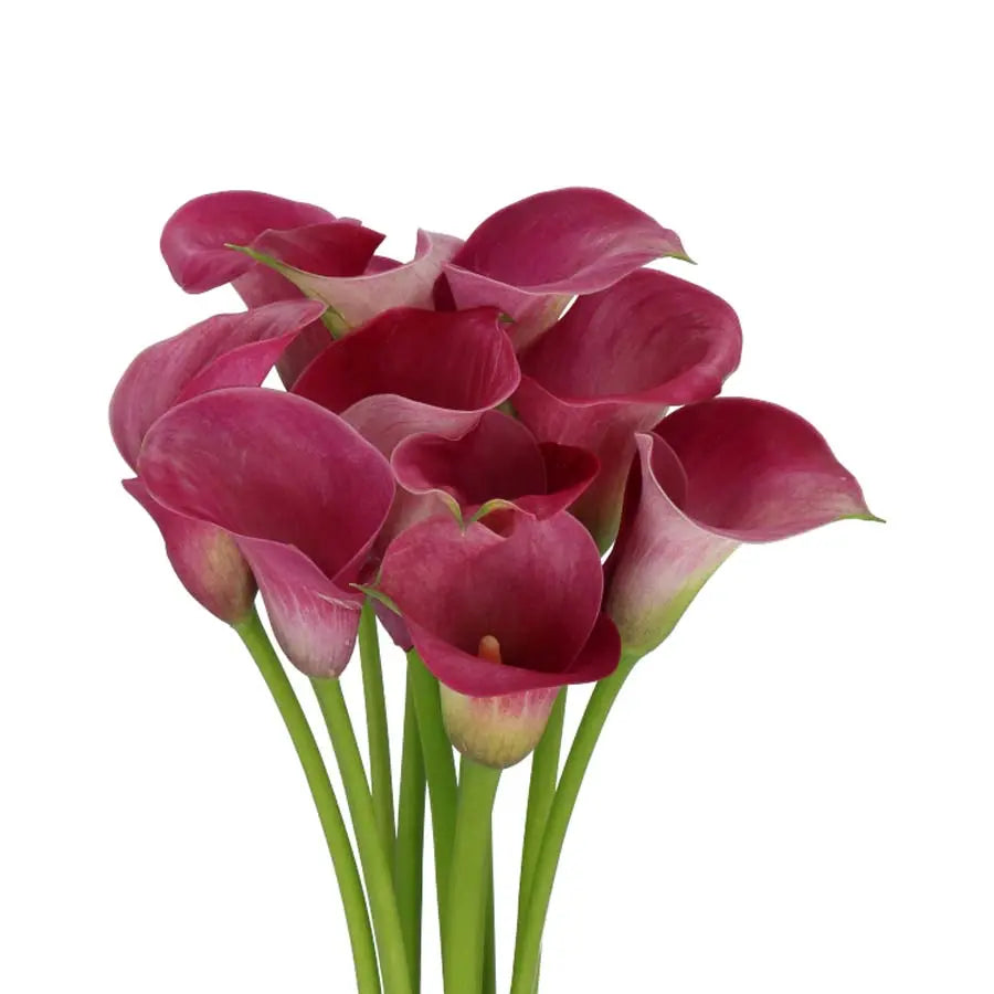 Calla Lily Captain Romance – PetalDriven