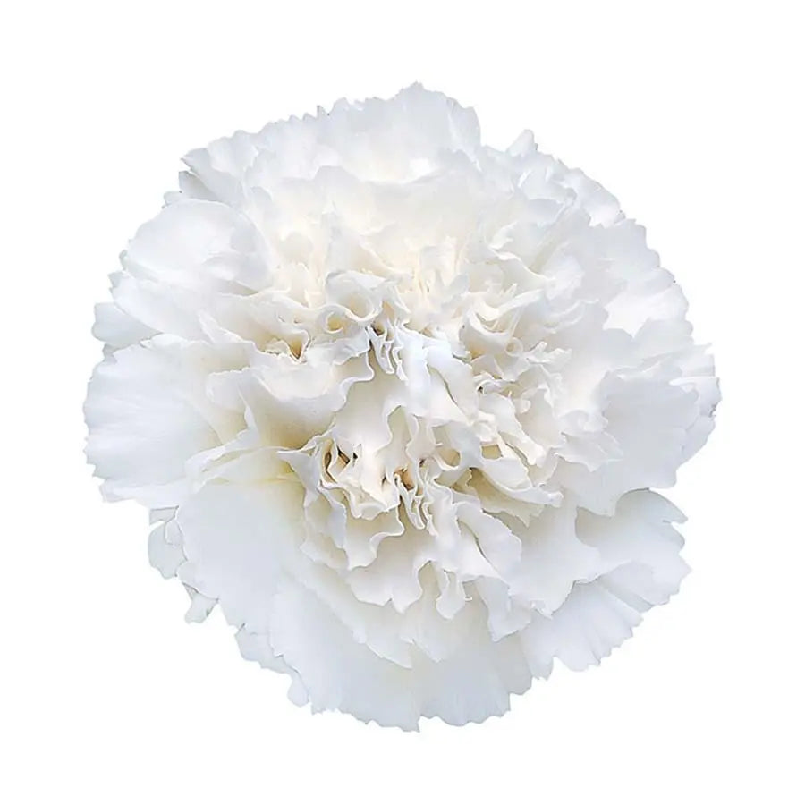 Carnation Delphi - 40 Stem Bunch - PetalDriven