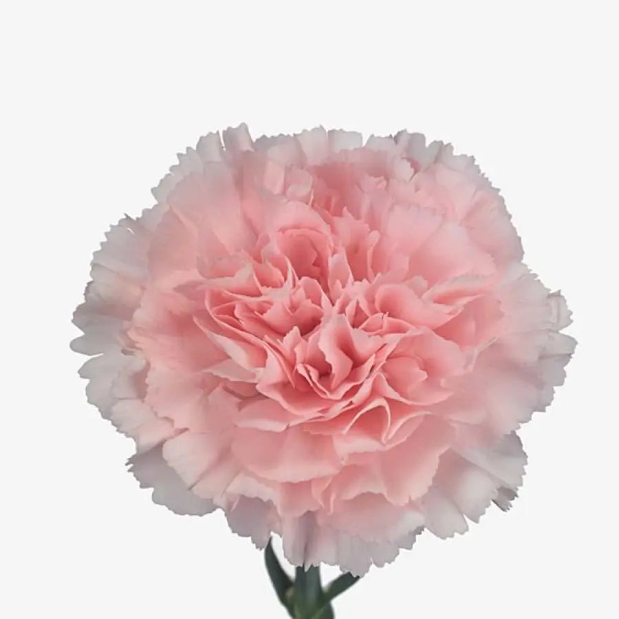 Carnation Doncel - 40 Stem Bunch - PetalDriven