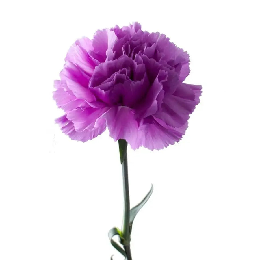 Carnation Moonlite - 40 Stem Bunch - PetalDriven