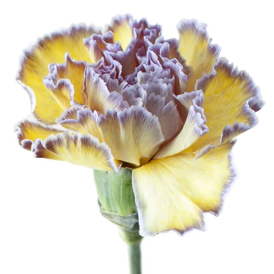 Carnation Painted Butterfly - 40 Stem Bunch - PetalDriven