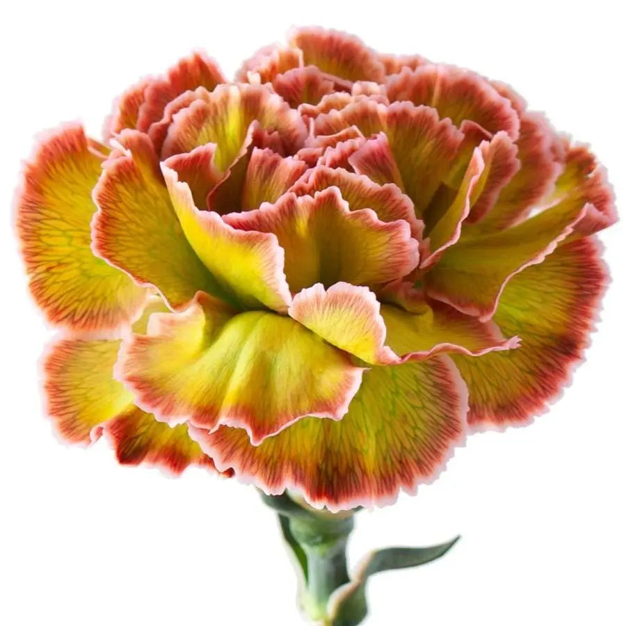 Carnation Painted Hortensia - 40 Stem Bunch - PetalDriven