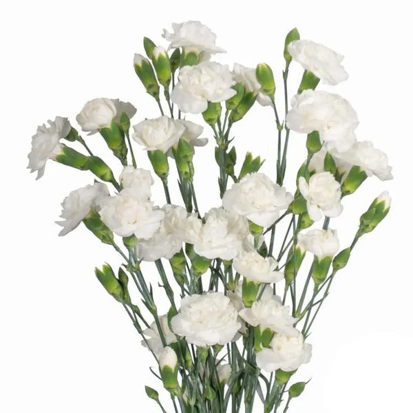 white carnations by post