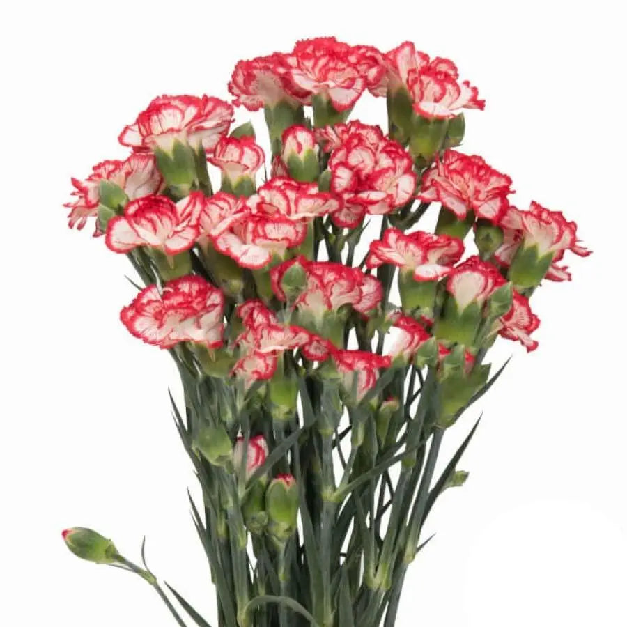 Carnation Spray Minueto - 50 Stem Bunch - PetalDriven