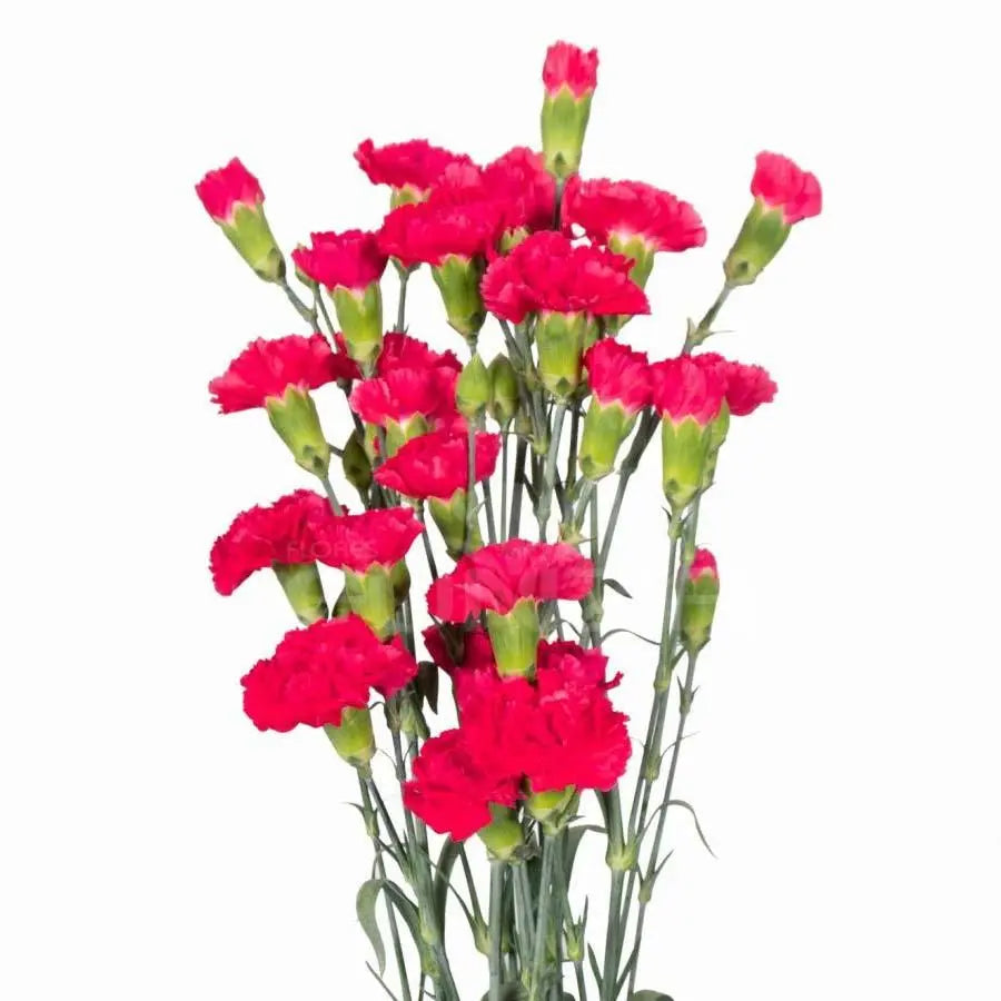 Carnation Spray Pigeon - 50 Stem Bunch - PetalDriven
