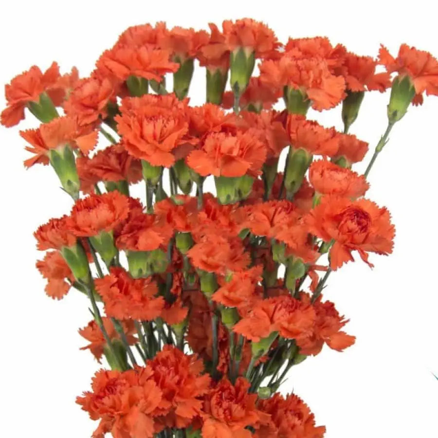 Carnation Spray Romany - 50 Stem Bunch - PetalDriven