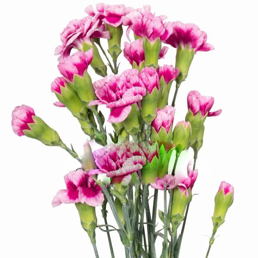 Carnation Spray Super Trendy Tessino - 50 Stem Bunch - PetalDriven