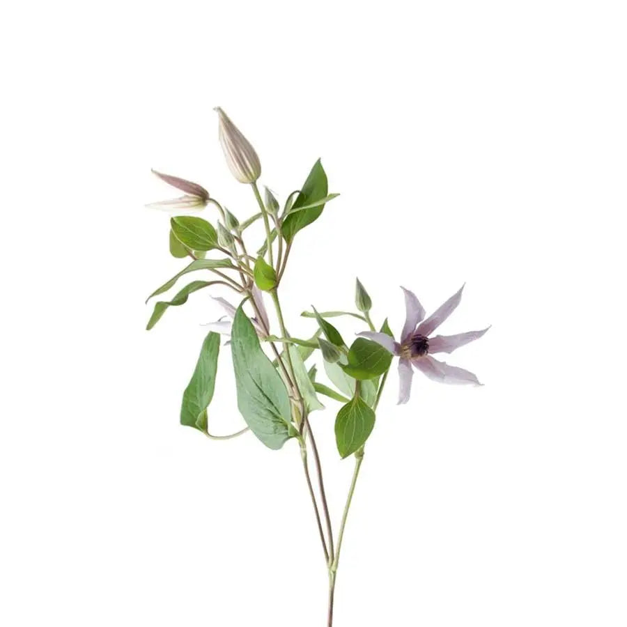 Clematis Amazing Miami - 20 Stem Bunch - PetalDriven