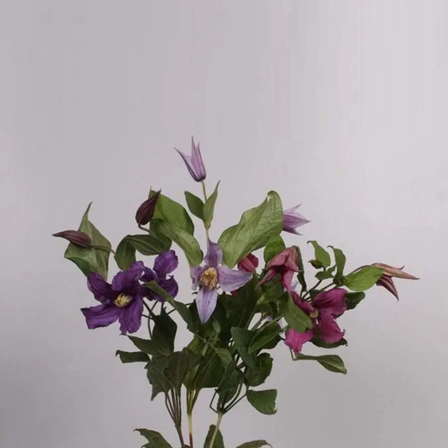 Clematis Assorted - 100 Stems - PetalDriven