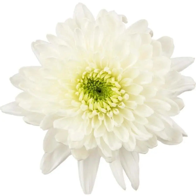 Chrysanthemum - PetalDriven