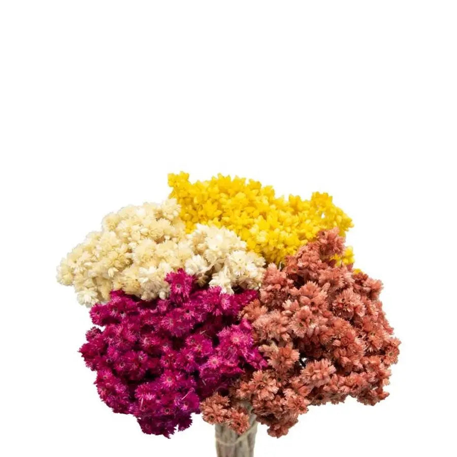 Dried Andean Grass Assorted - 15 Bunches - PetalDriven