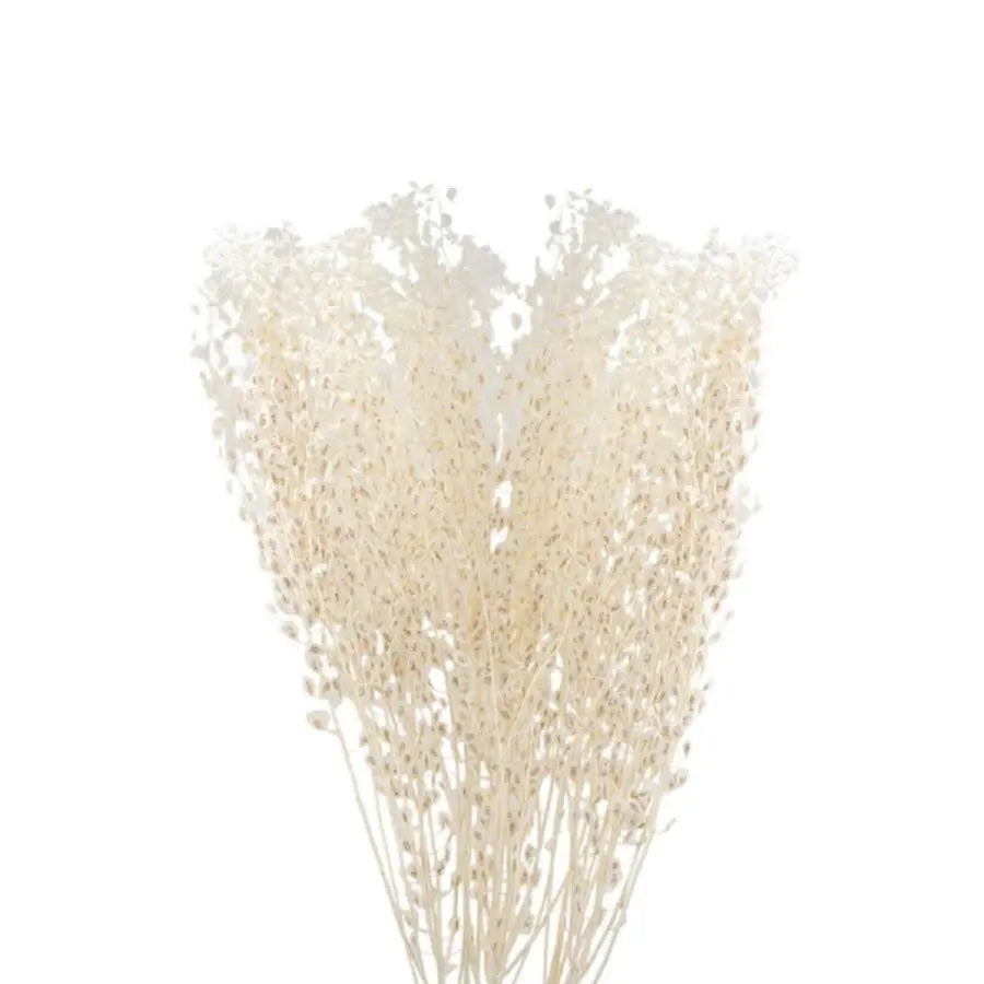 Dried Lepidium Bleached - 100 Stems - PetalDriven