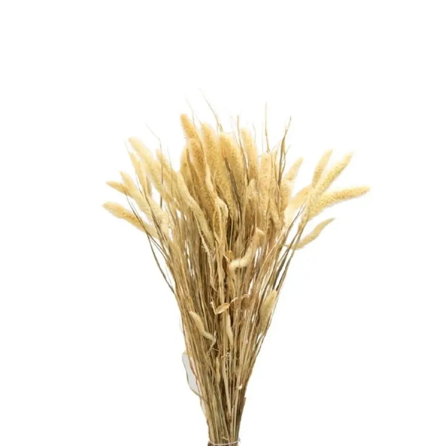 Dried Foxtail Grass - 30 Bunches – PetalDriven