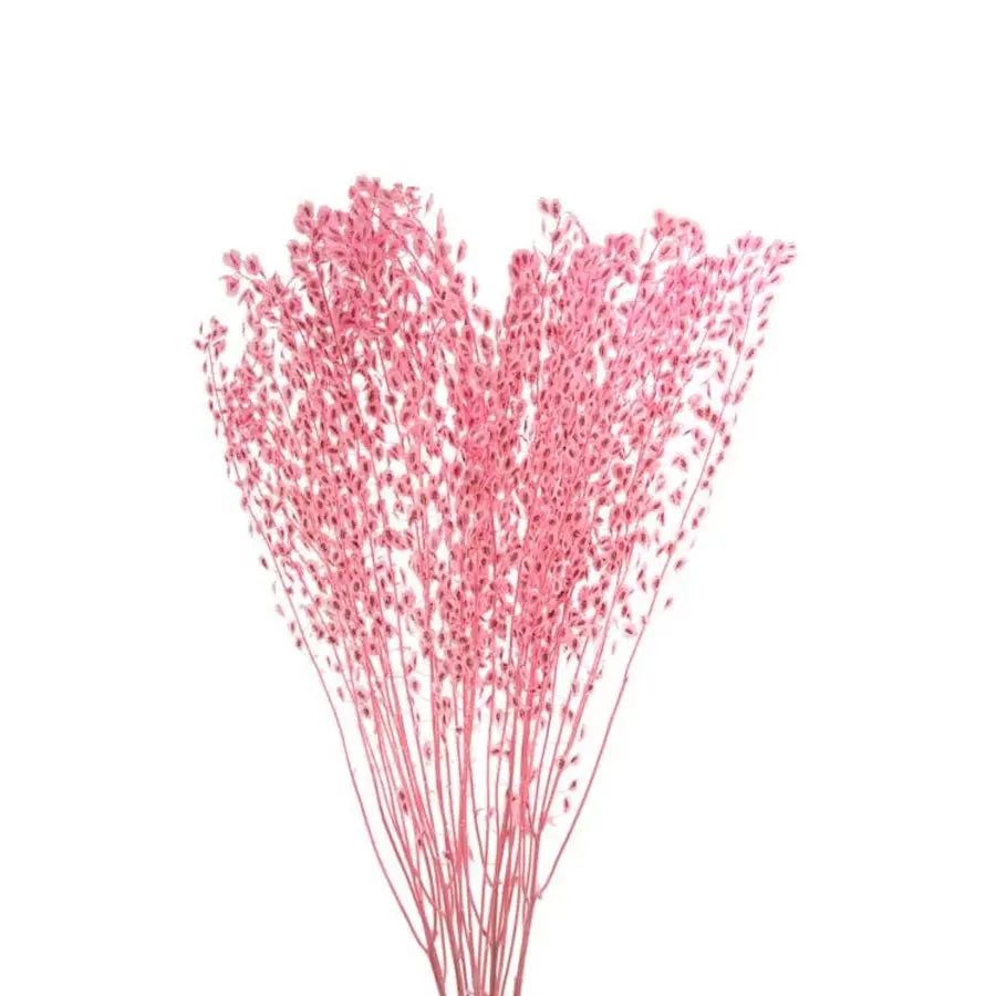 Dried Lepidium Preserved Pink - 100 Stems - PetalDriven