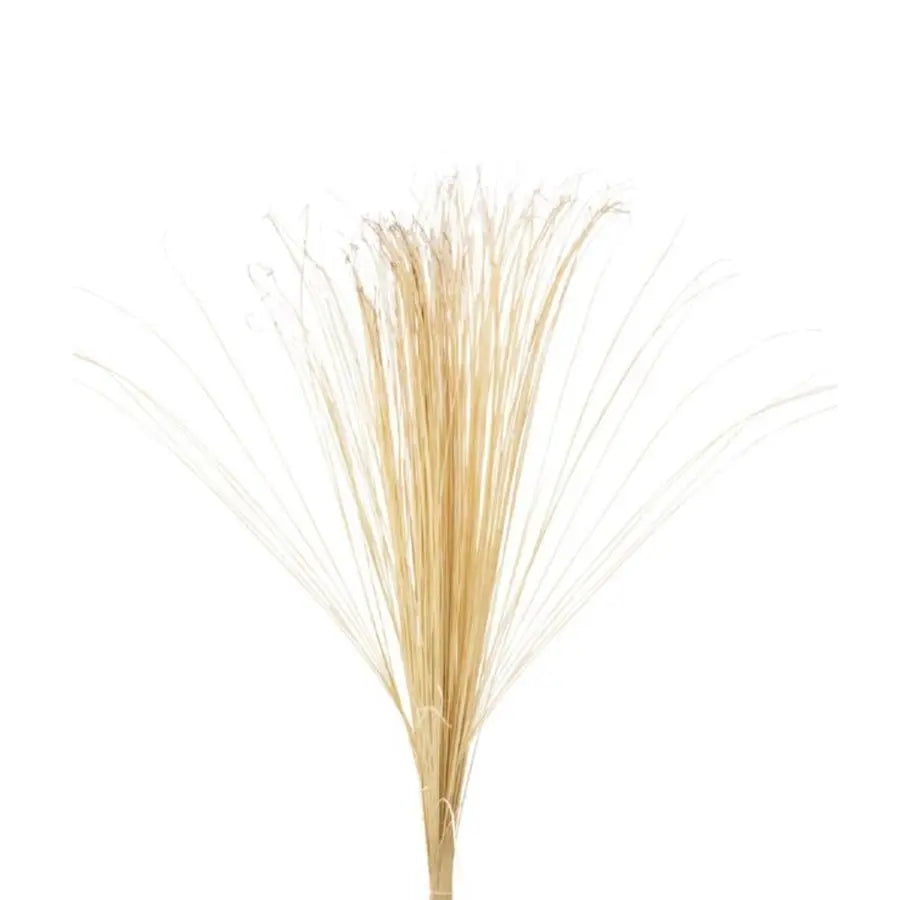Dried Straw Palm Bleached - 75 Stem Box - PetalDriven