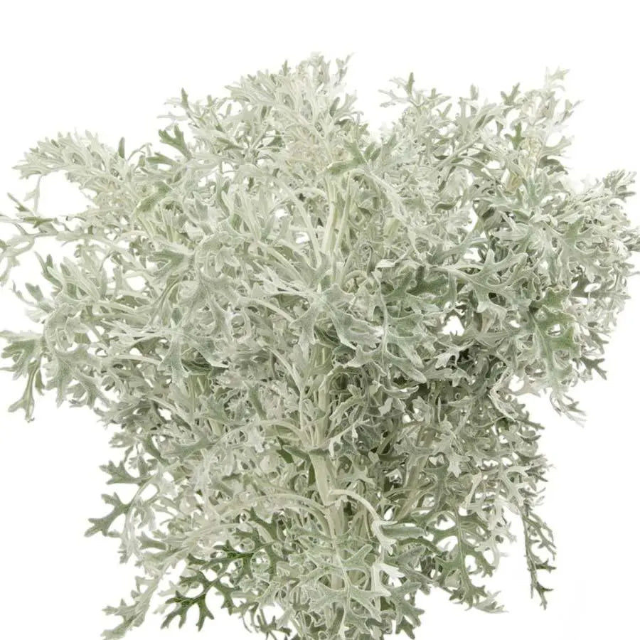 Dusty Miller Lacy Leaf - 40 Stem Bunch - PetalDriven