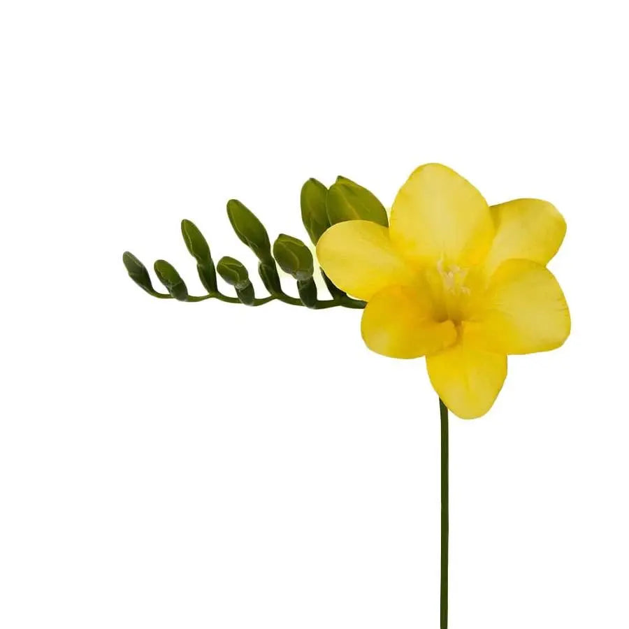 Freesia - Yellow - 50 Stem Bunch - PetalDriven
