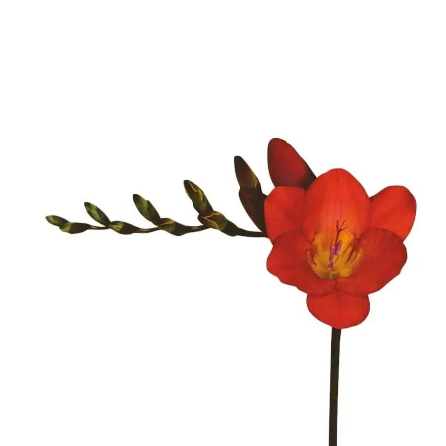 Freesia - Red - 50 Stem Bunch - PetalDriven