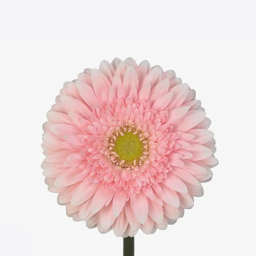 Gerber Daisy Light Pink - 60 Stem Bunch - PetalDriven