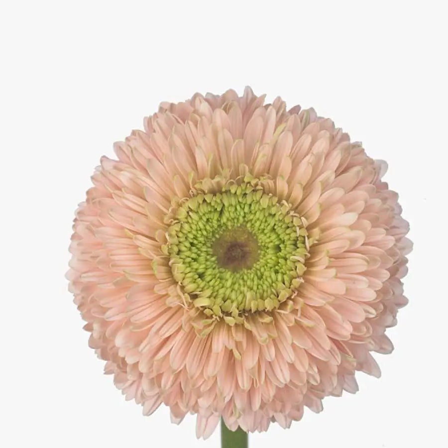 Gerber Gerondo Himalia - 50 Stem Bunch - PetalDriven