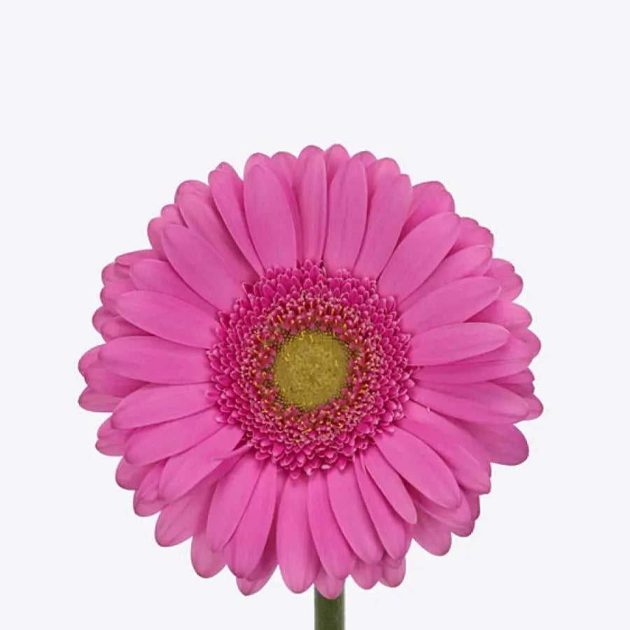 Gerber Pretty Nova - 50 Stem Bunch - PetalDriven