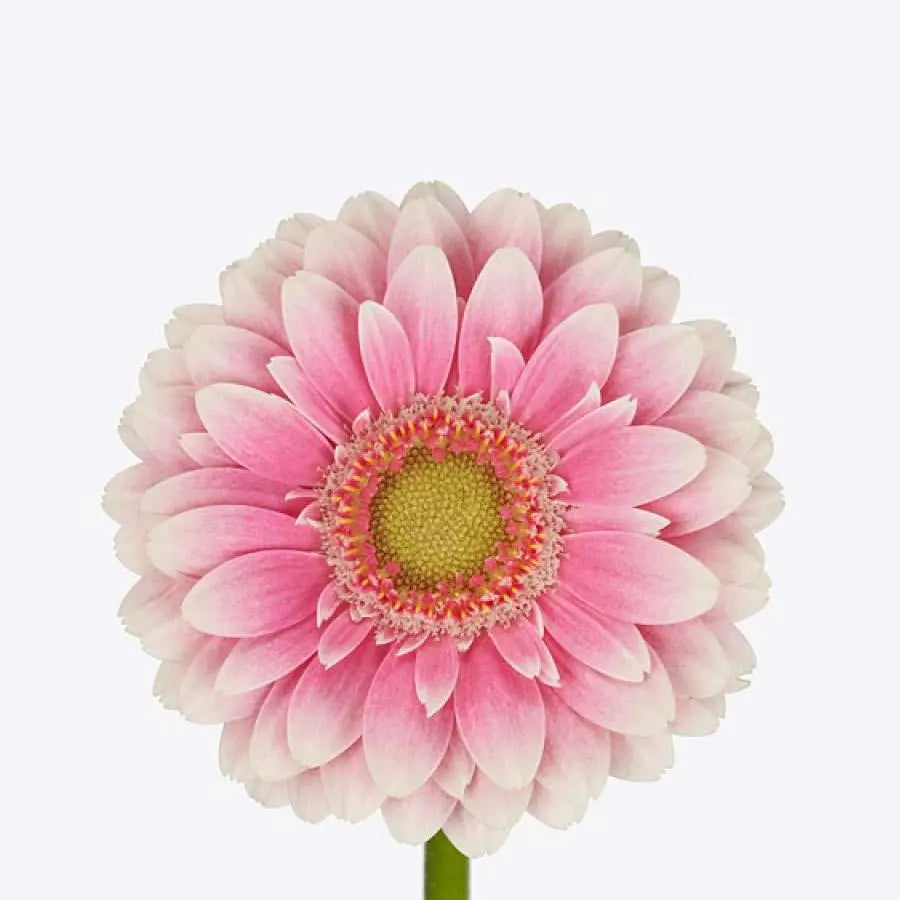 Mini Gerber Anika - 60 Stem Bunch - PetalDriven