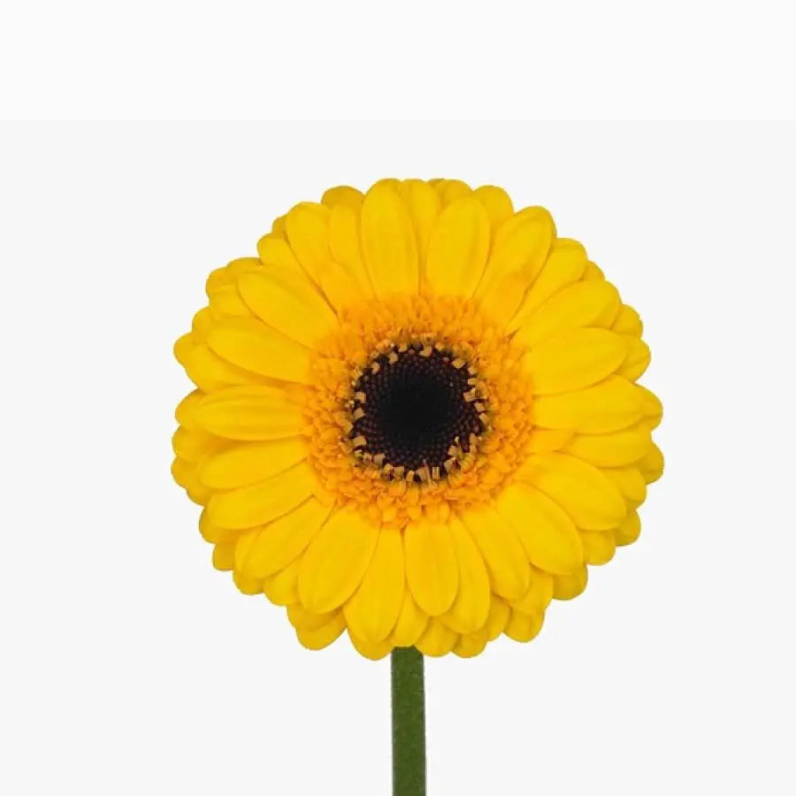 Mini Gerber Delmonte - 60 Stem Bunch – PetalDriven