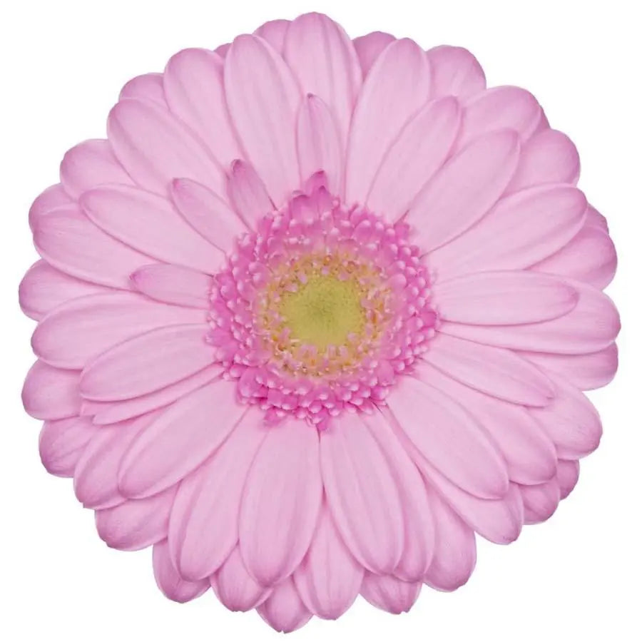 Mini Gerber Kimsey - 60 Stem Bunch - PetalDriven