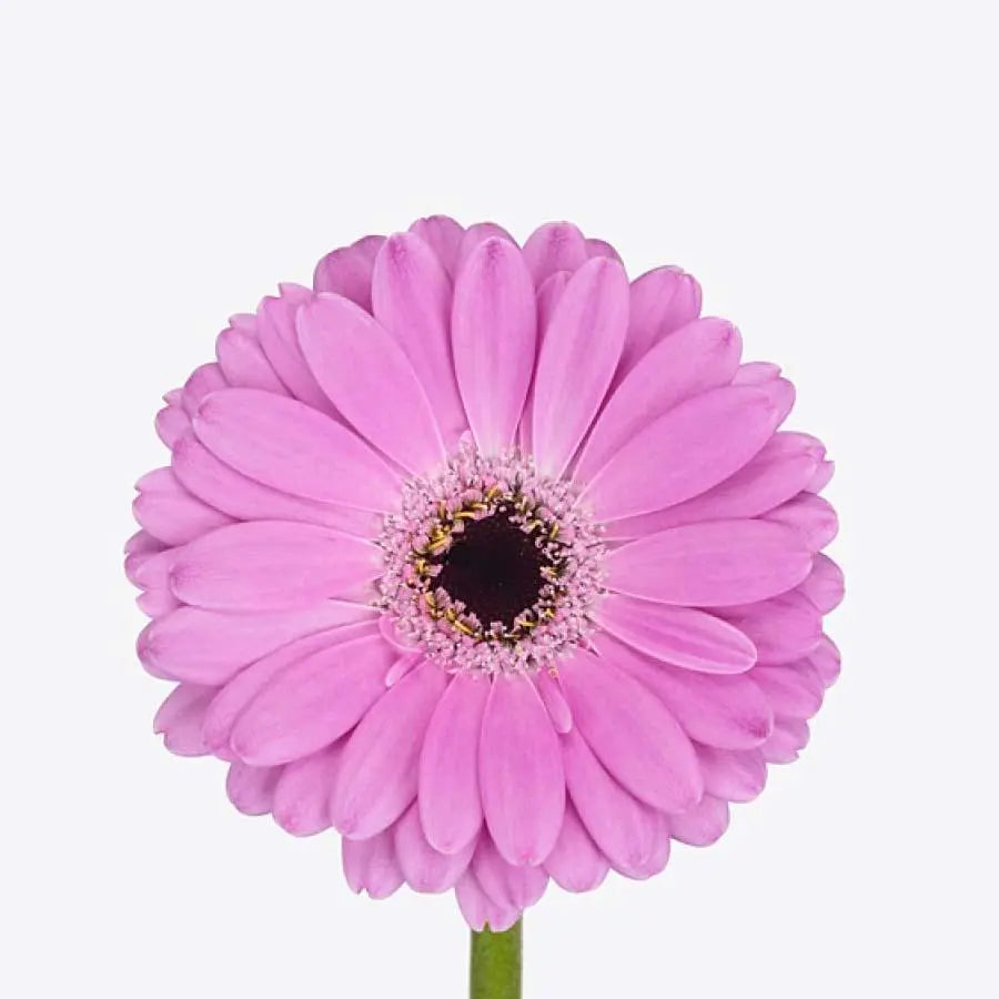 Mini Gerber Lois - 60 Stem Bunch - PetalDriven