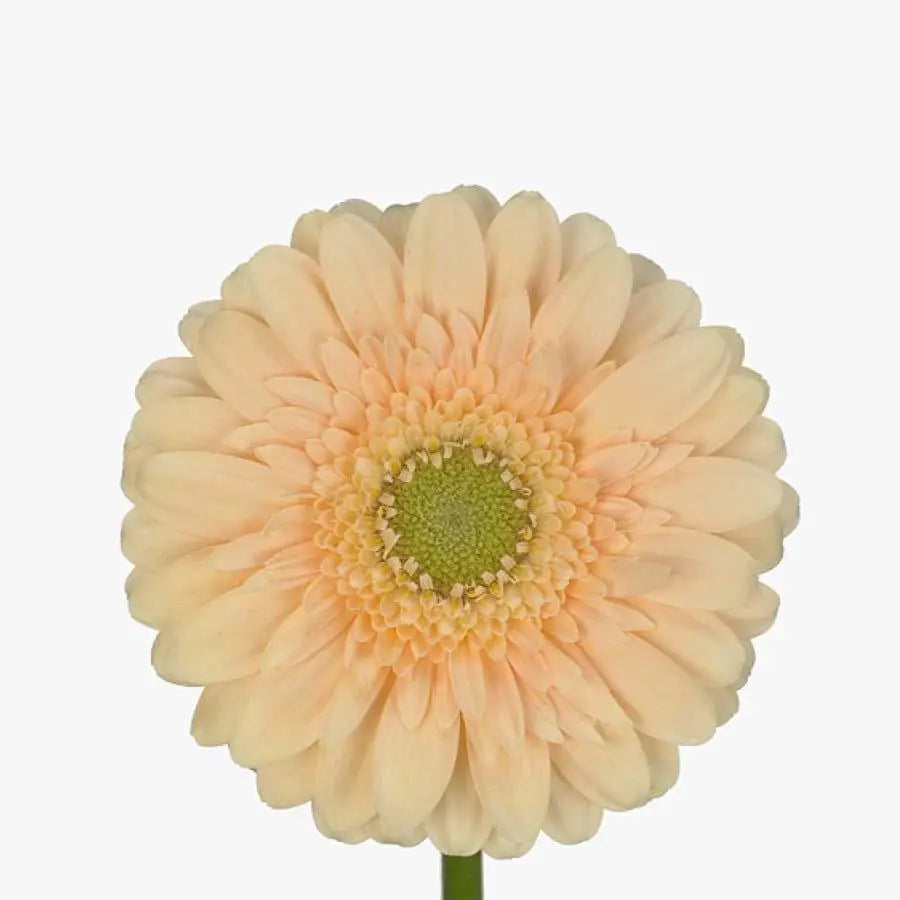 Mini Gerber Moet - 60 Stem Bunch – PetalDriven