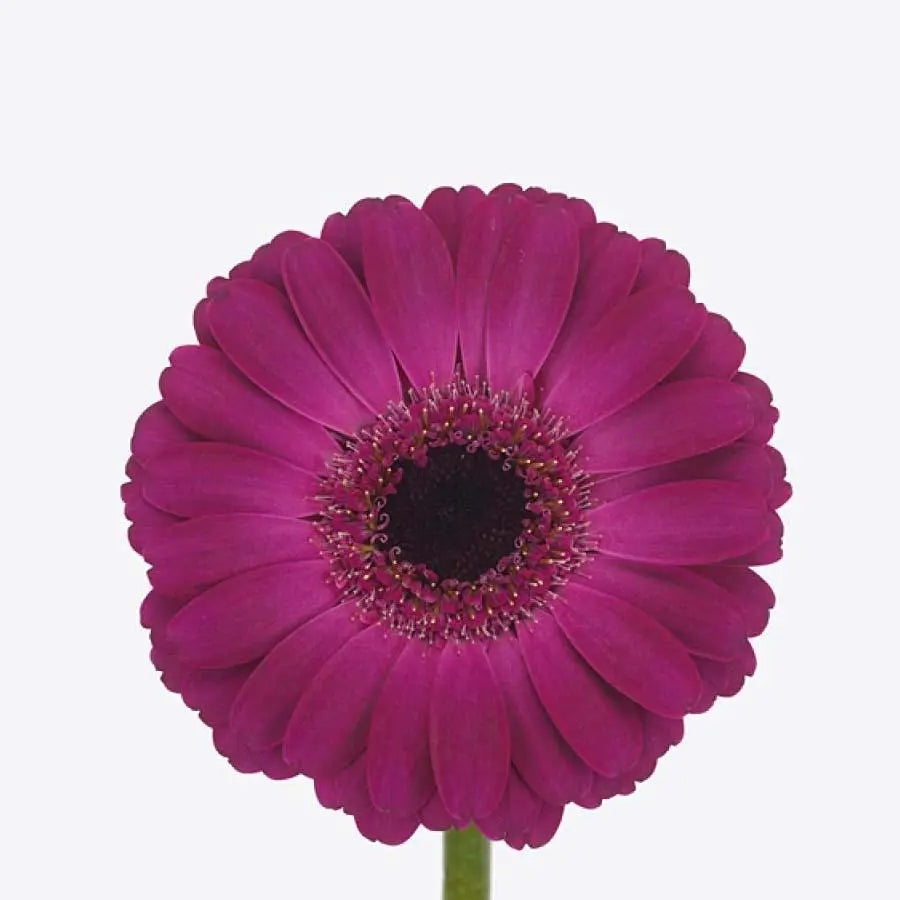 Mini Gerber Neon - 60 Stem Bunch - PetalDriven