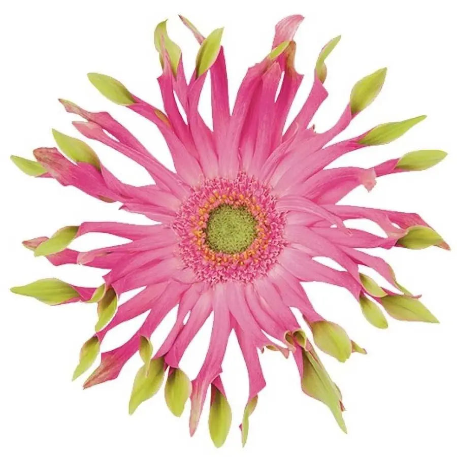 Mini Gerber Pastini Venezia - 50 Stem Bunch - PetalDriven