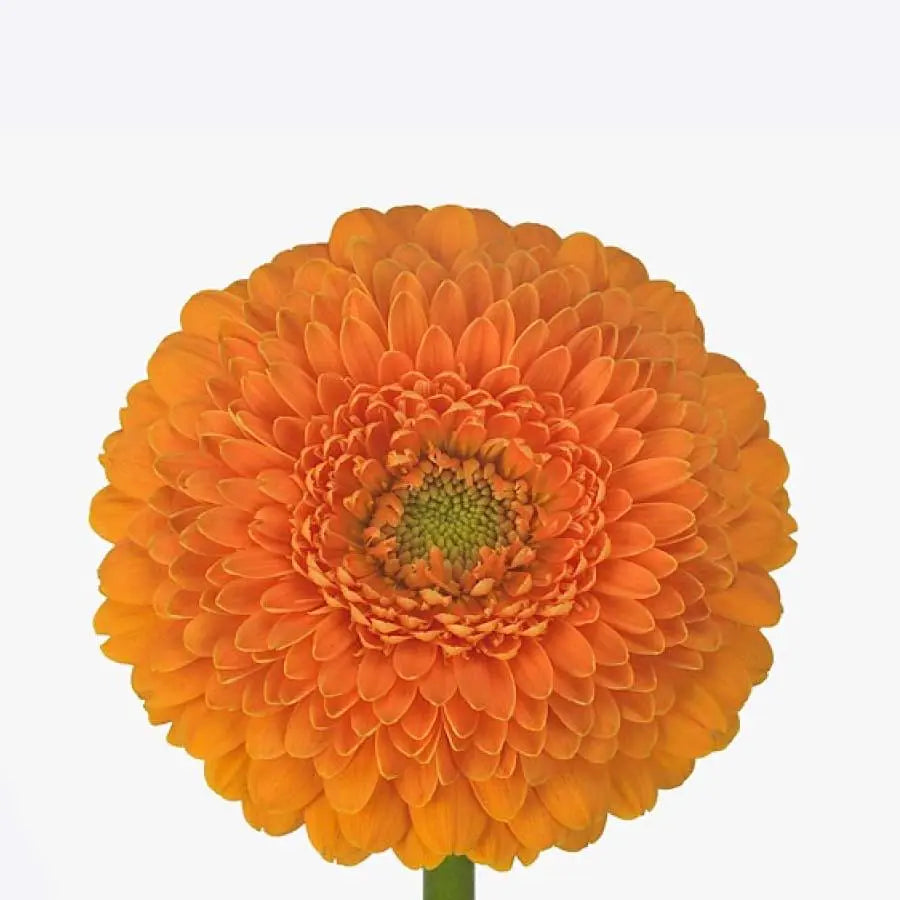 Mini Gerber Pomponi Fanta - 60 Stem Bunch - PetalDriven