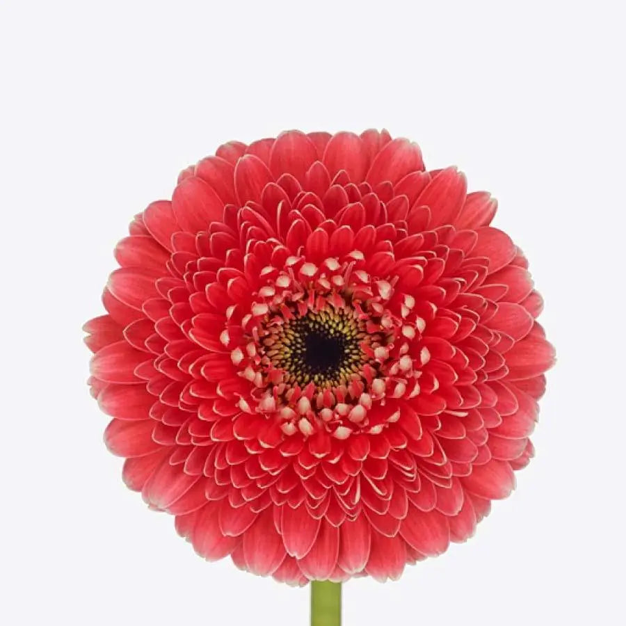 Mini Gerber Pomponi Rockstar - 60 Stem Bunch - PetalDriven