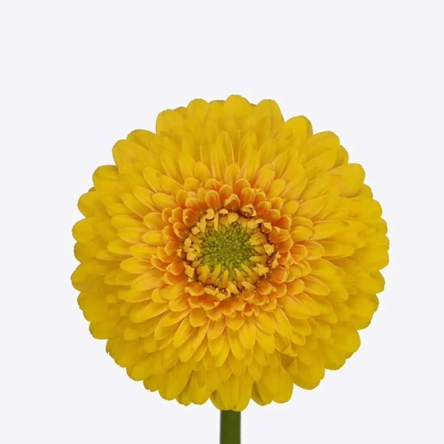 Mini Gerber Pomponi Sunlight - 60 Stem Bunch - PetalDriven