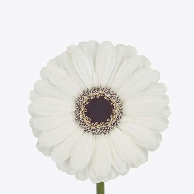 Germini (Mini Gerber Daisies) – Tagged "color_White"– PetalDriven