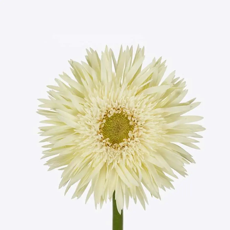 Mini Gerber Spider Blincker - 60 Stem Bunch - PetalDriven