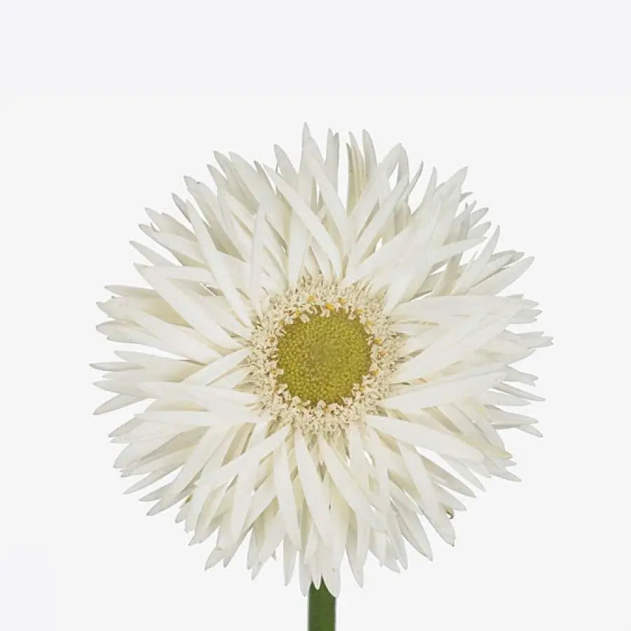 Mini Gerber Spider Brocade - 60 Stem Bunch - PetalDriven